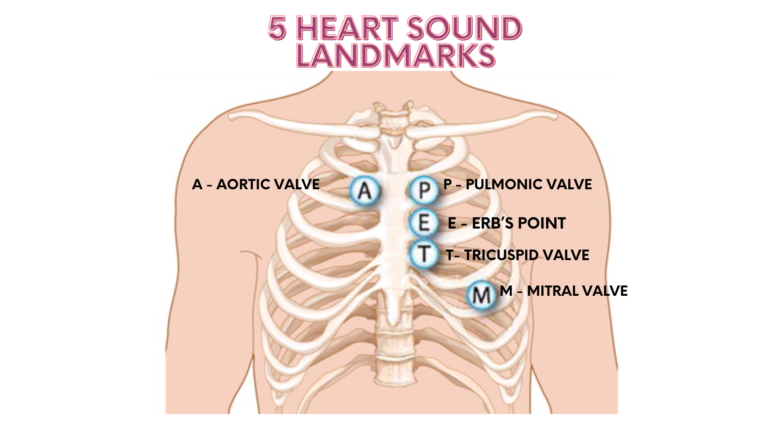 Getting to Know Erb's Point: Easy Cardiac Assessment for 2024